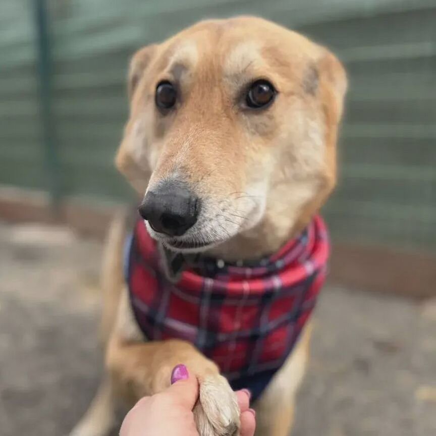 Взрослый пёс в добрые руки