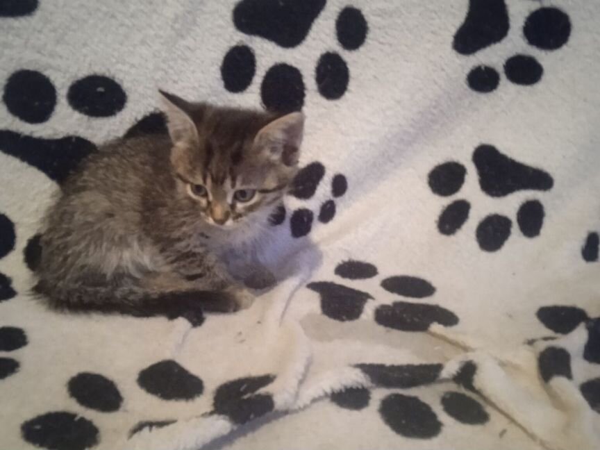 Отдам в добрые руки двух девочек