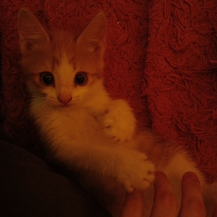 Котенок бесплатно