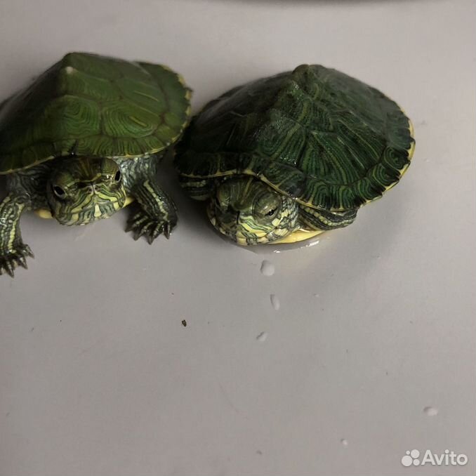Красноухие черепахи Стерариумом и кормом