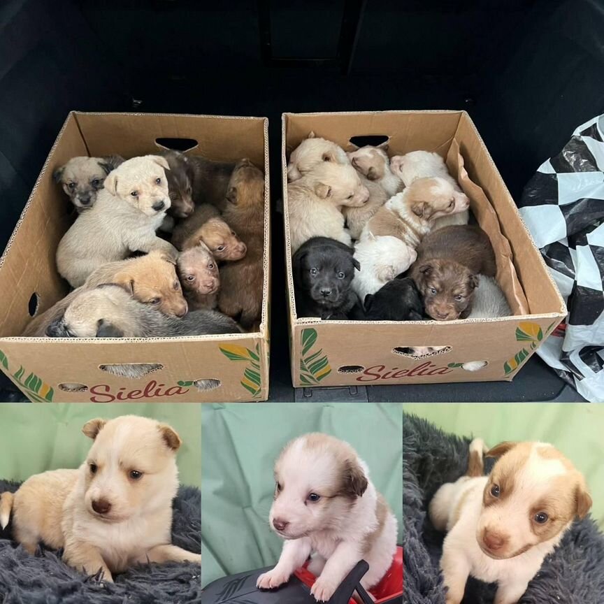 Щенки в добрые руки