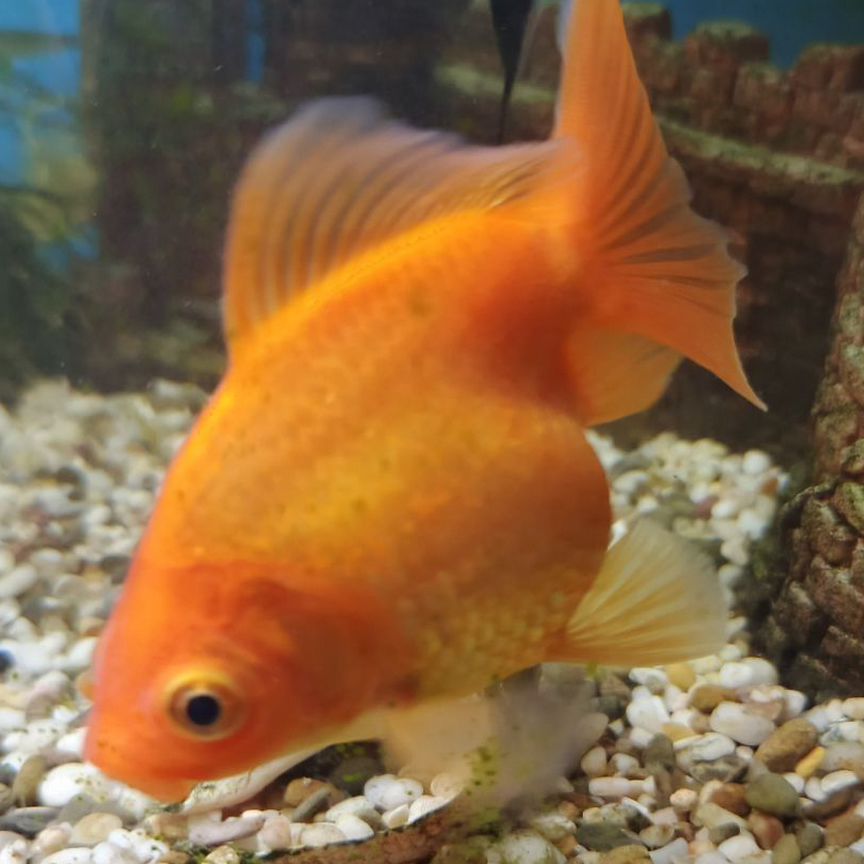 Продам рыбок