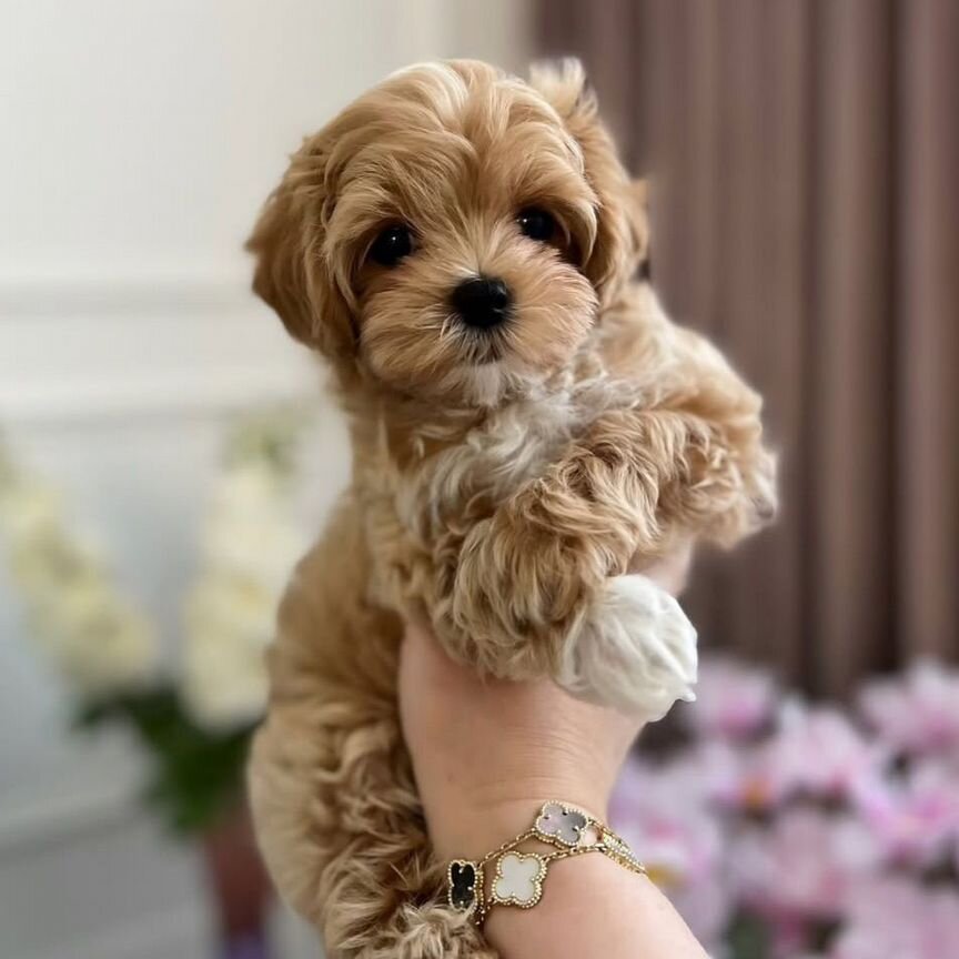 Щенки мальтипу