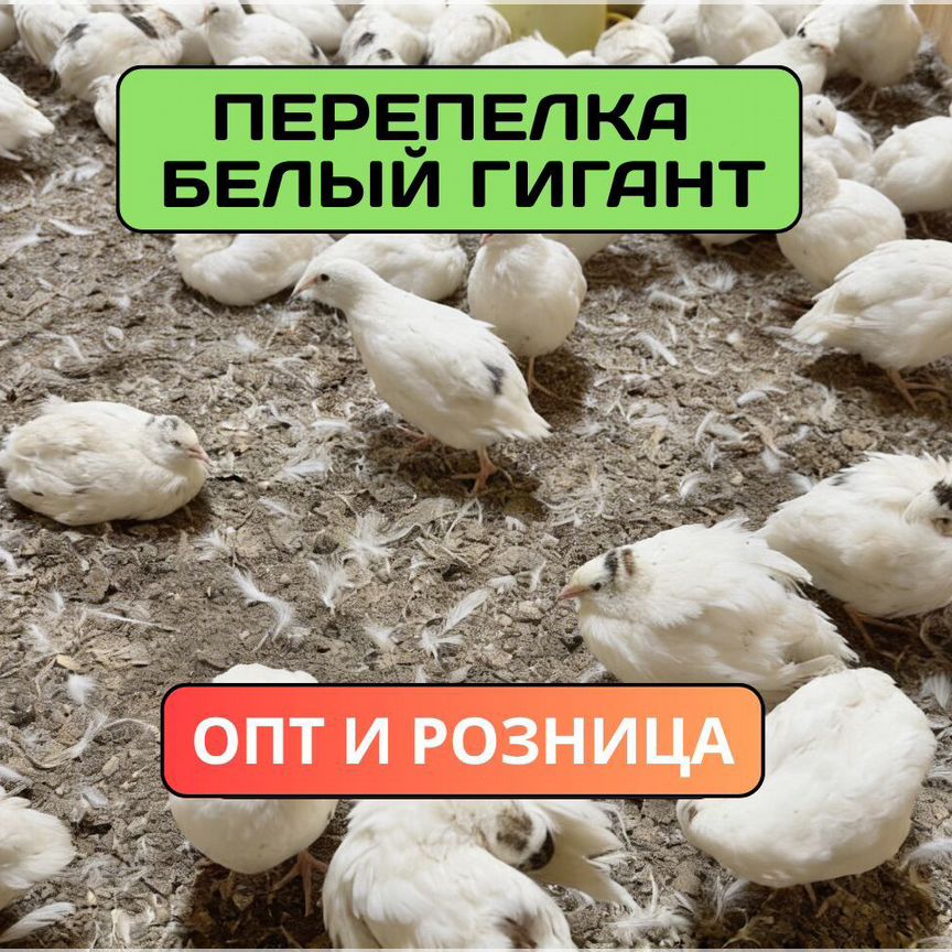 Перепелки живые
