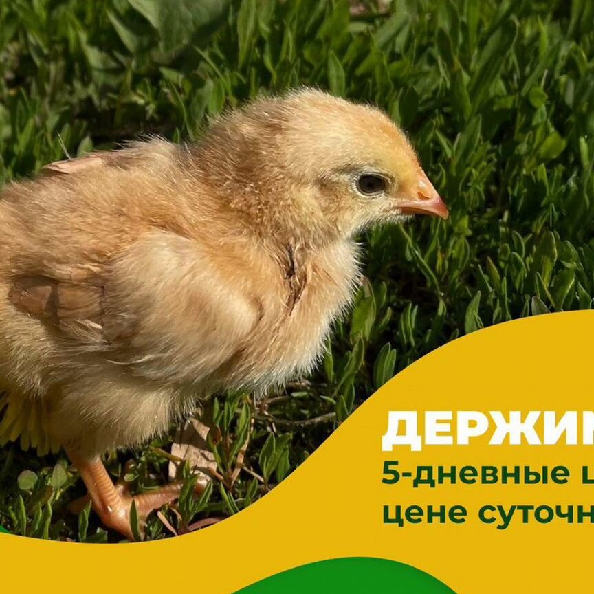Цыплята Редбро суточные в наличие и под заказ