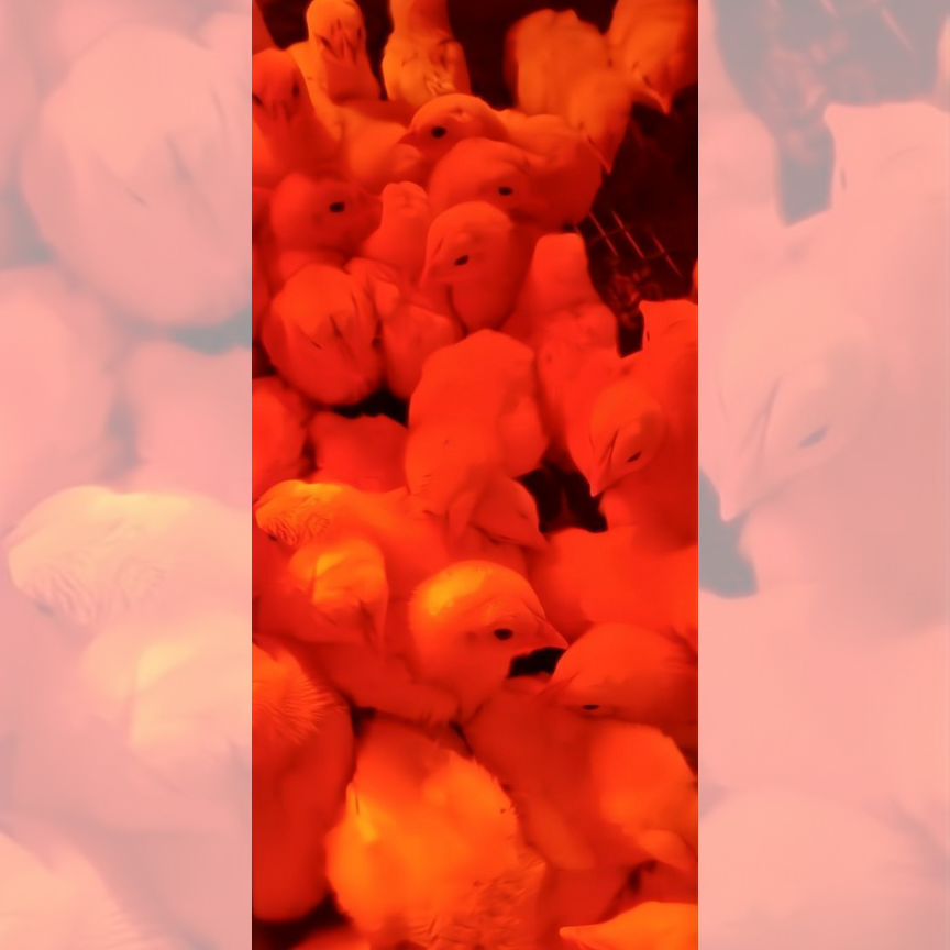 Цыплята бройлеры росс 308