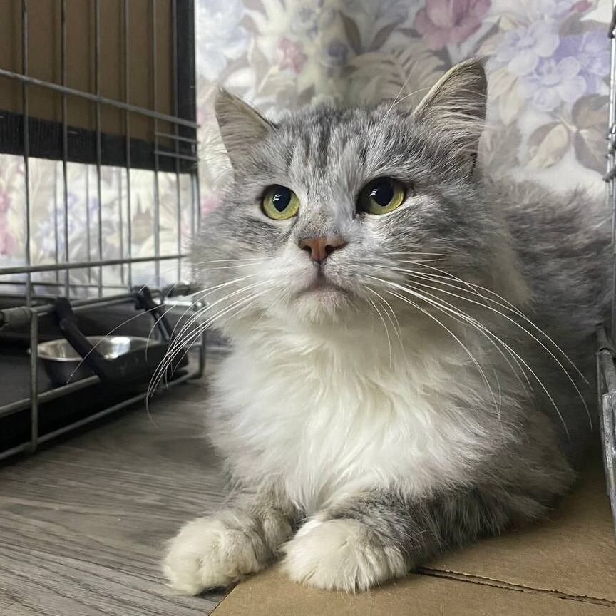 Шикарный пушистик с заячьим хвостом