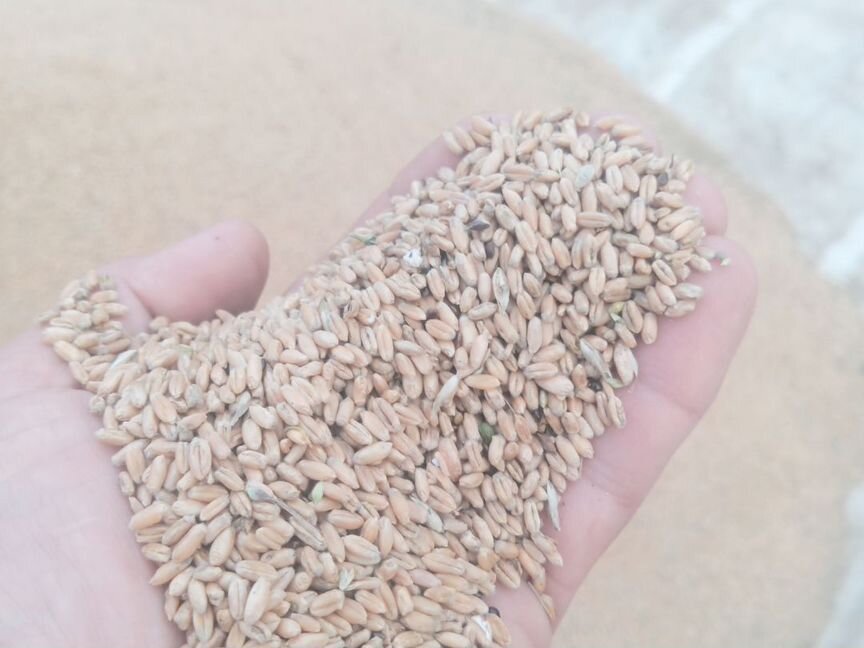 Пшеница фуражная