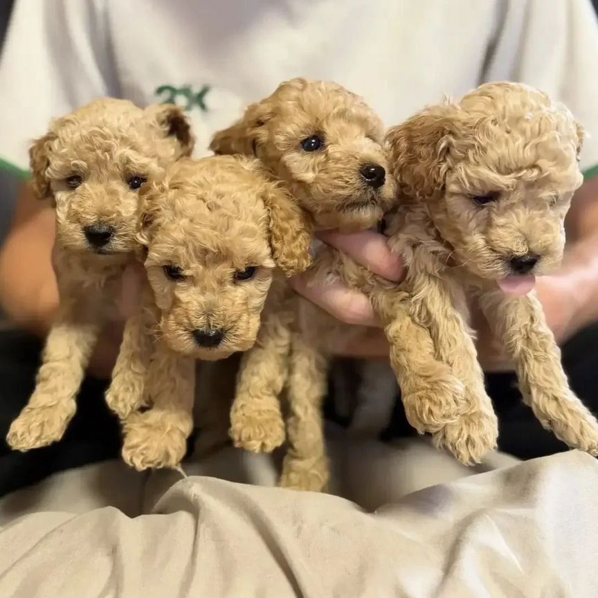 Той-пудель, щенок