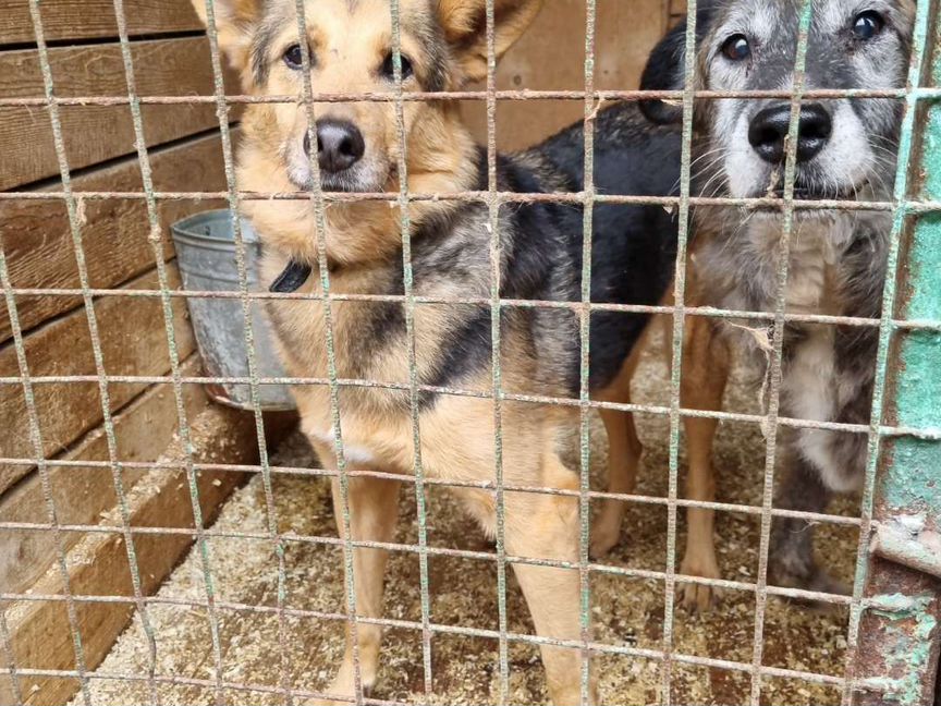 Добродушная собачка Айка ищет дом