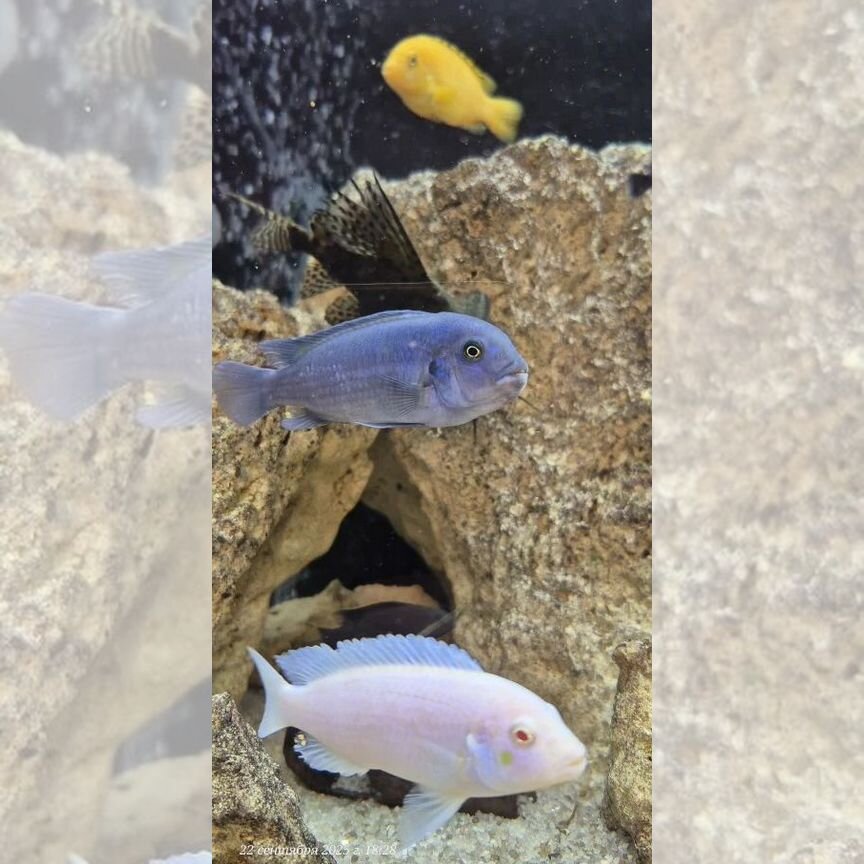 Псевдотрофеус Зебра Голубая