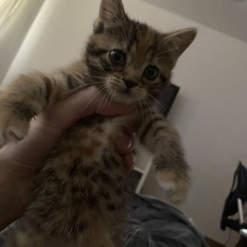 Британская кошечка 2 месяца