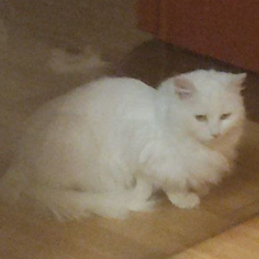 Турецкая ангора, взрослая кошка