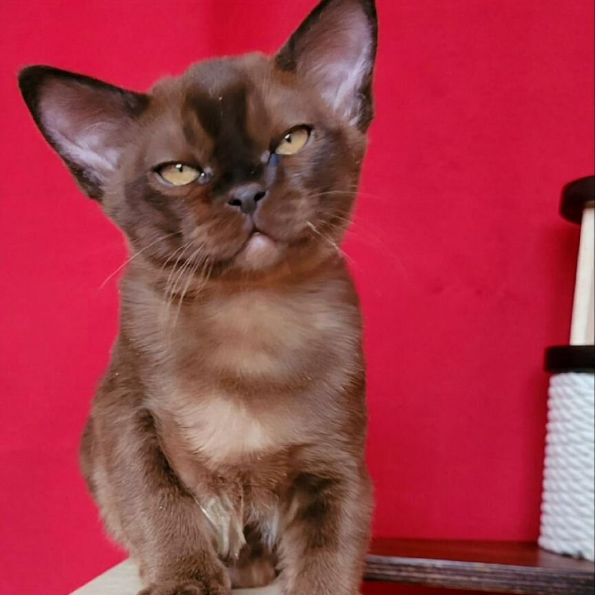 Бурманские котята