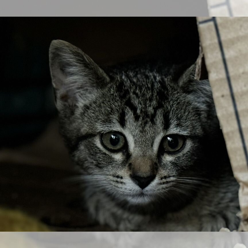 Милый котенок мальчик в поисках хозяина