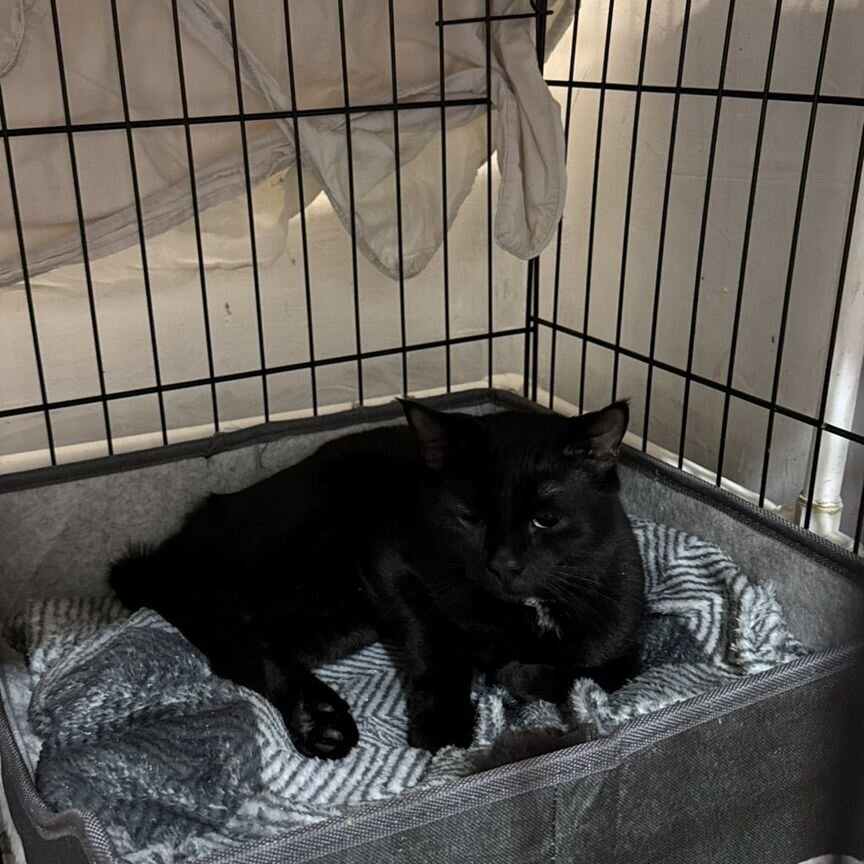 Котенок 7 мес