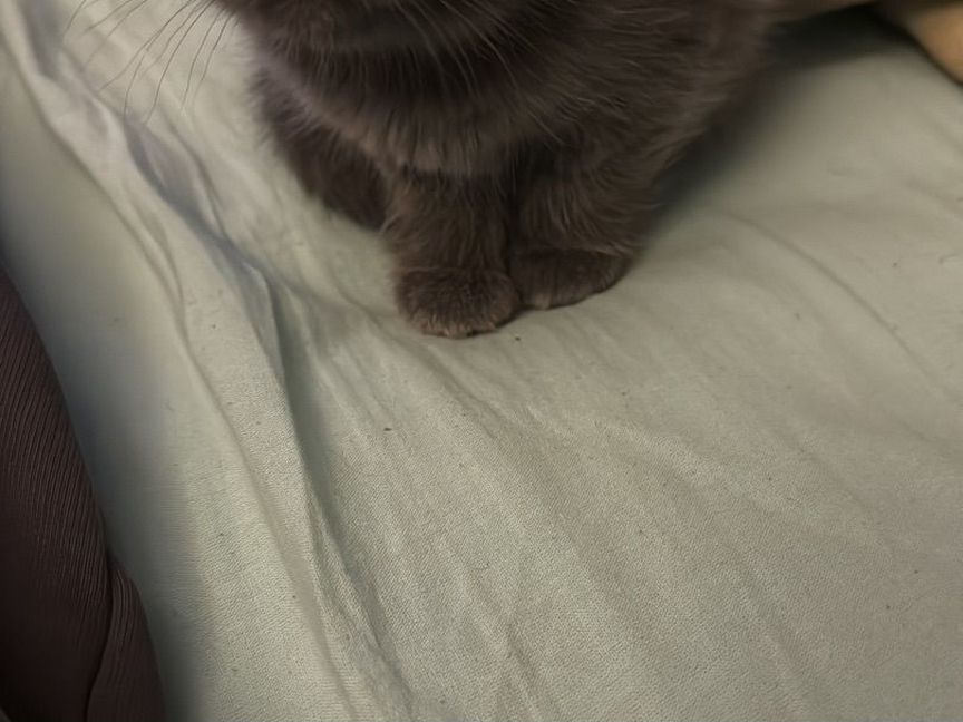 Британский котенок бесплатно