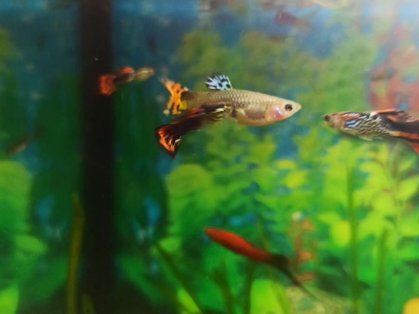 Рыбки Гуппи