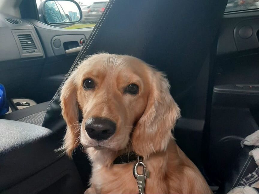 Собака в добрые руки спаниель