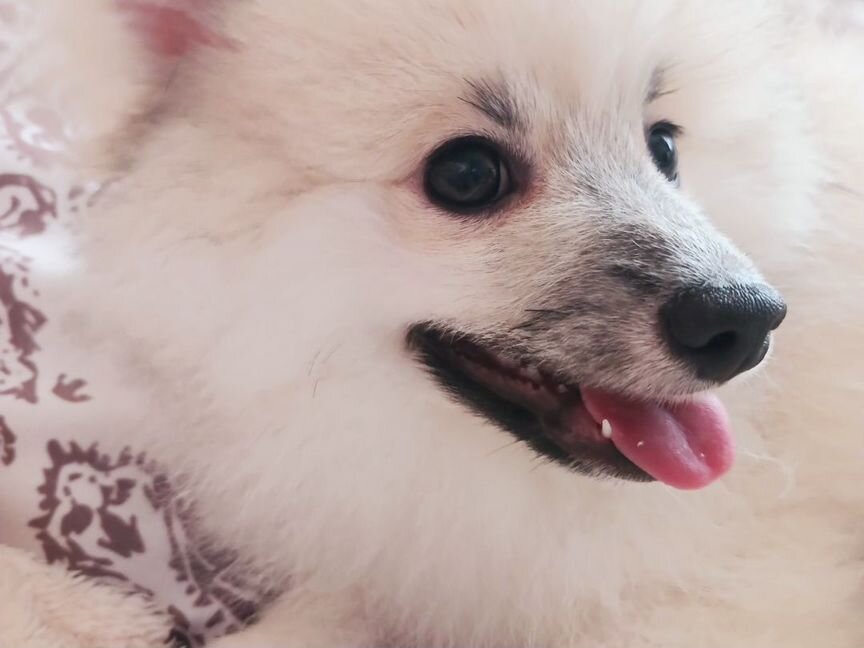 Померанский шпиц