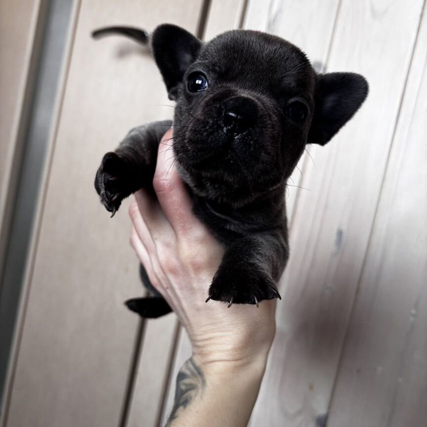 Французский бульдог