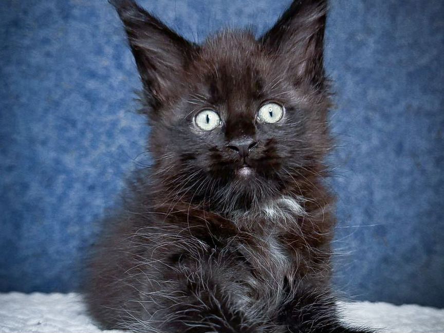 Котята мейн-кун, чёрные