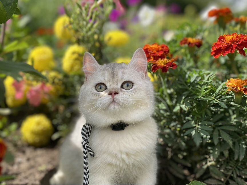 Серебристая шиншилла кот