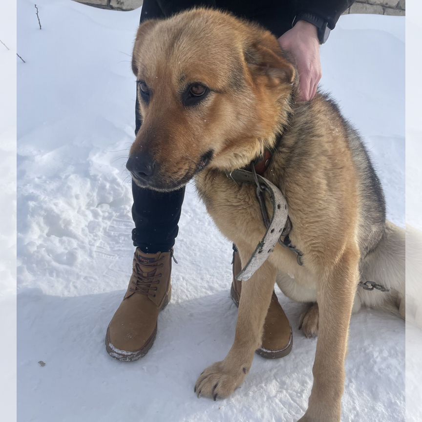 Взрослый пёс в добрые руки