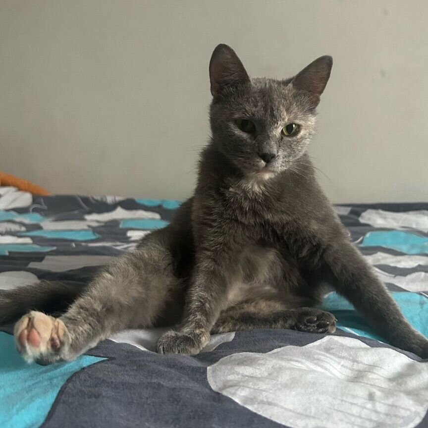 Взрослая, кошка в добрые руки