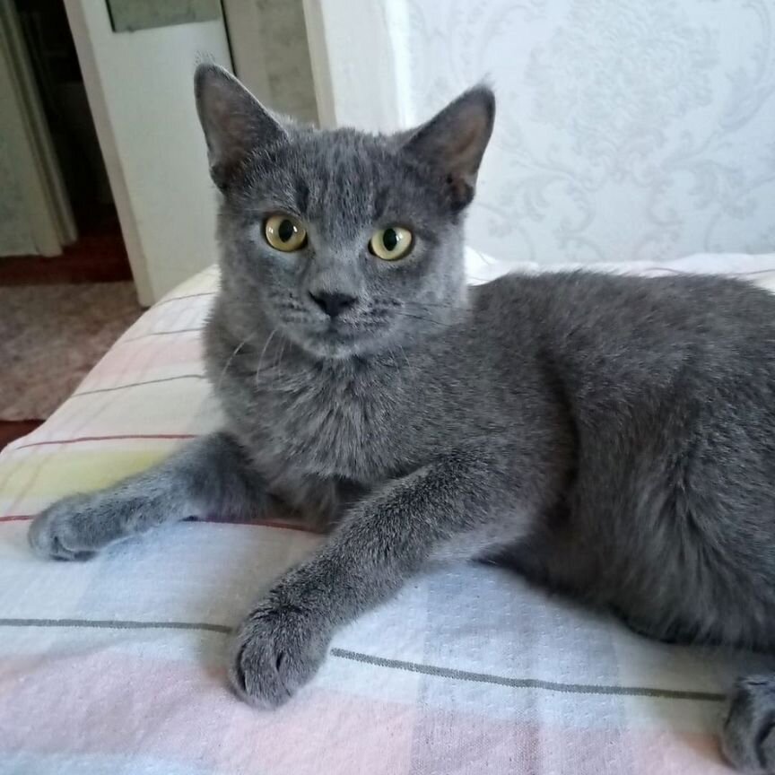 Котик в добрые руки