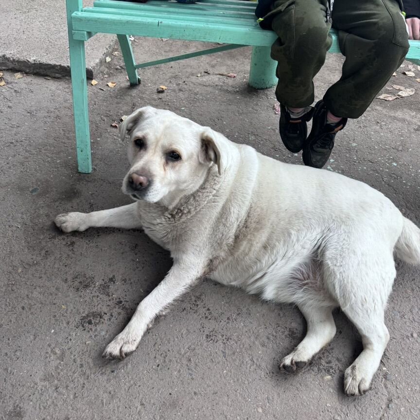 Лабрадор девочка в добрые руки