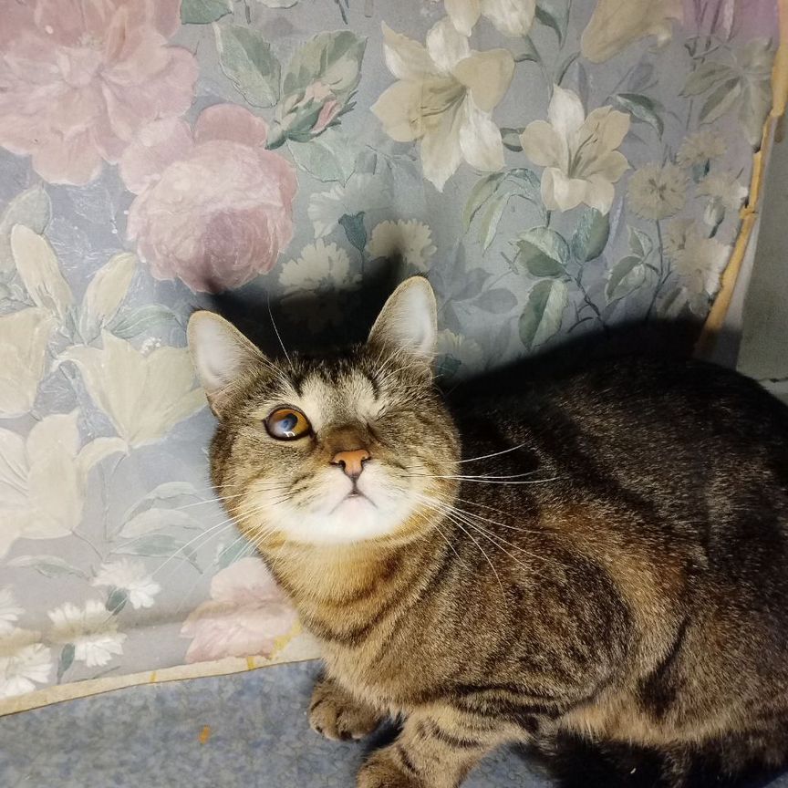 Красавец котик