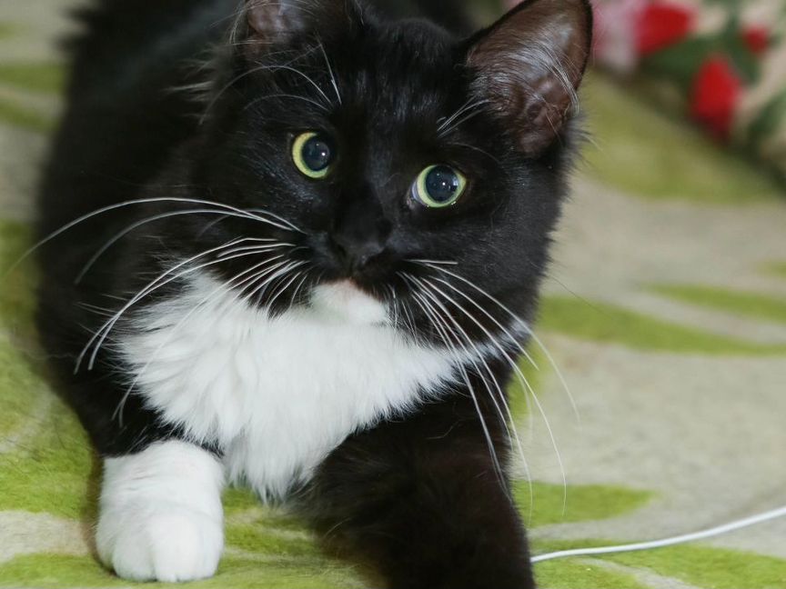 Котенок девочка 6 мес