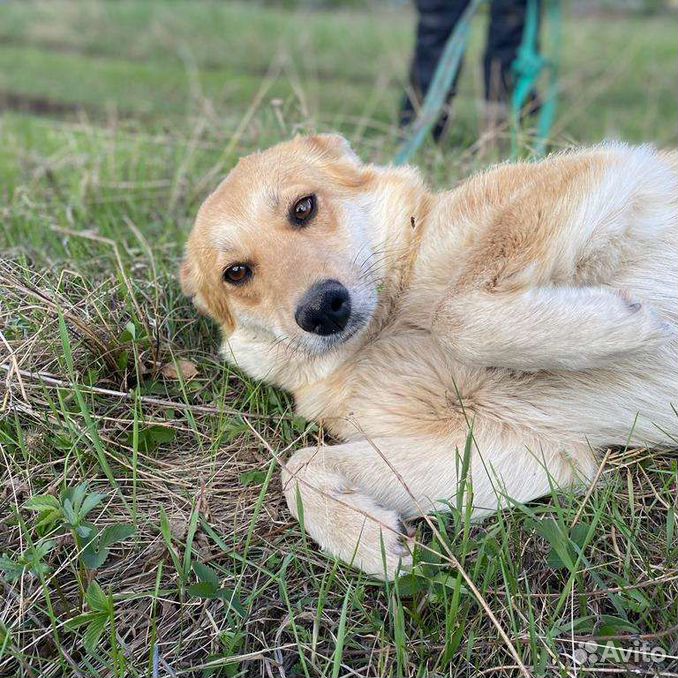 Собака Малышка на миллион