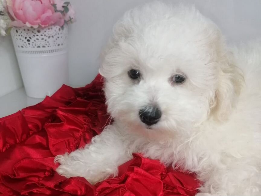 Мальчик мини Бишон