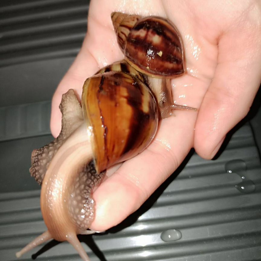 Улитки Фулика стандарт