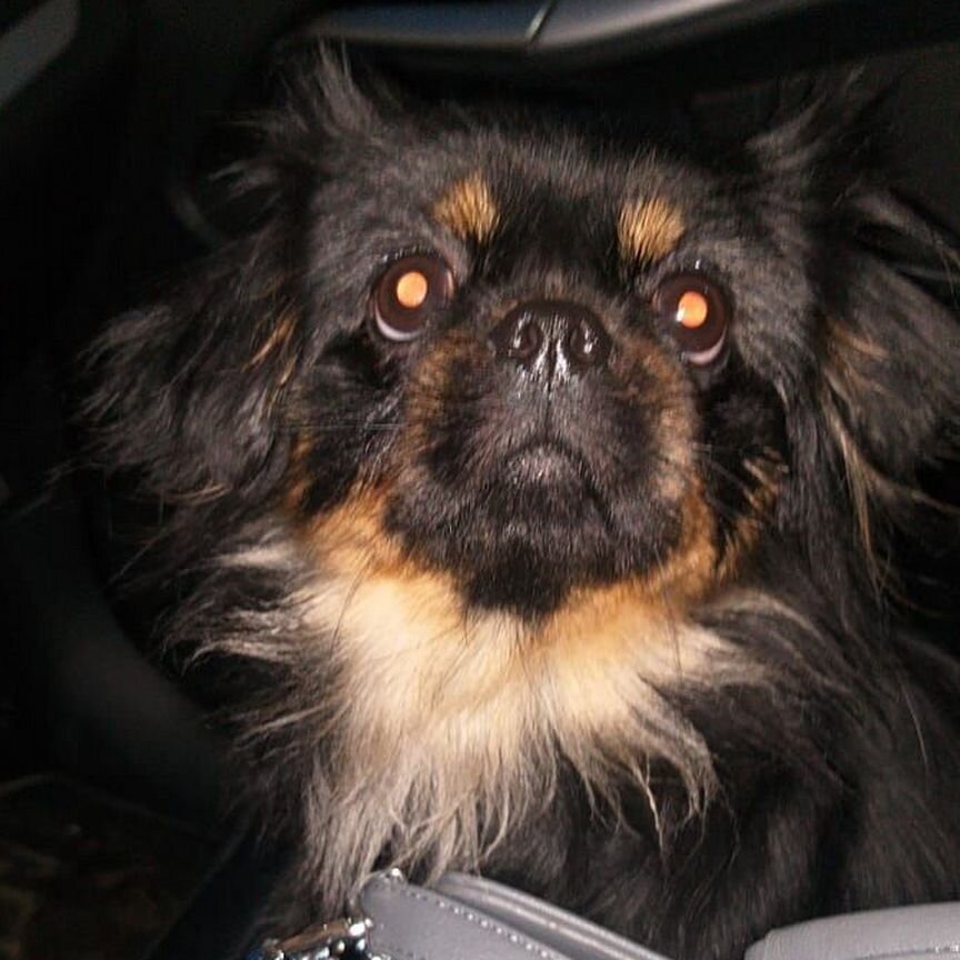 Ищем мальчика для вязки собаки породы пекинес