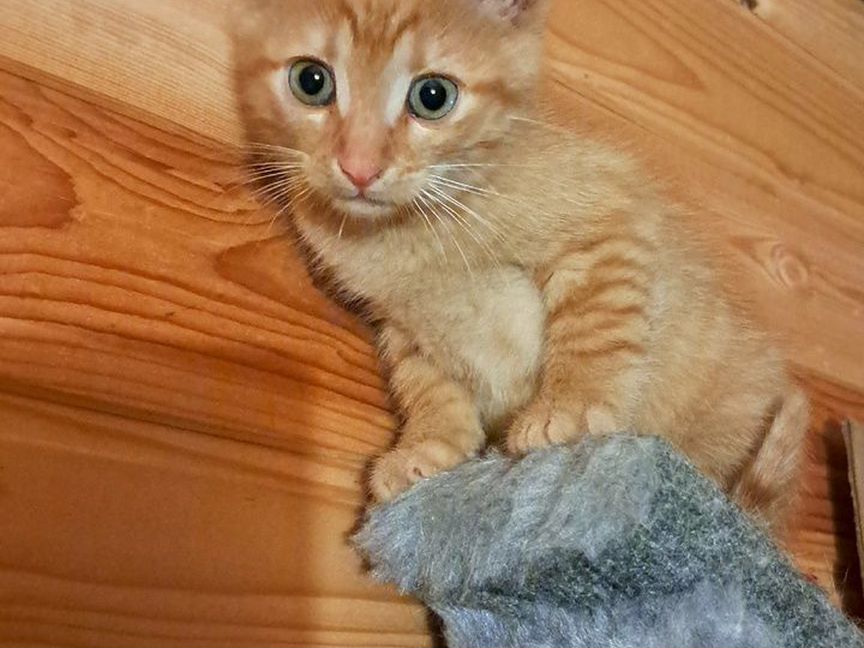 Рыжий котенок мальчик 2 мес ищет дом