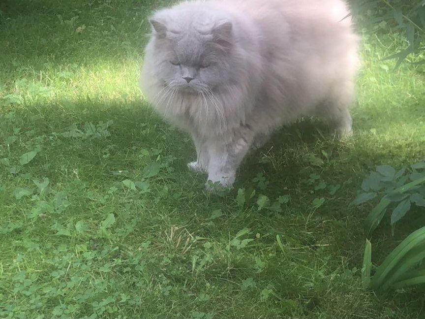 Кот на вязку