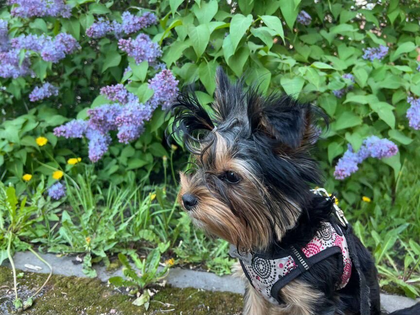 Йоркширский терьер