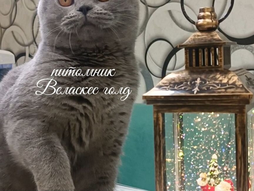 Голубая плюшевая британка