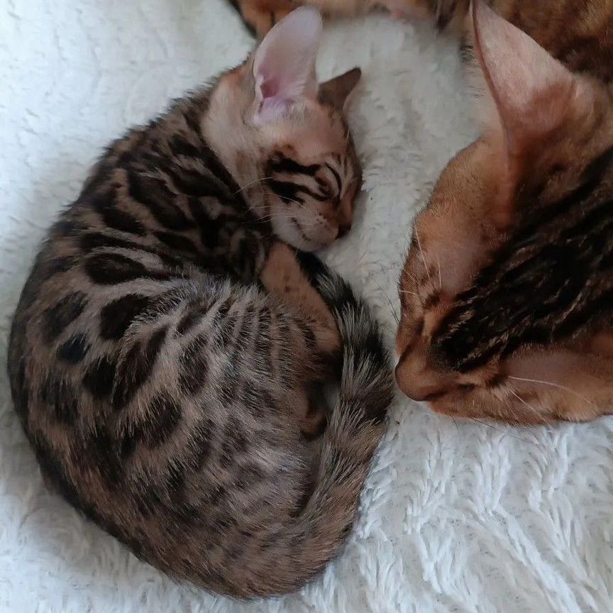 Бенгальская кошка