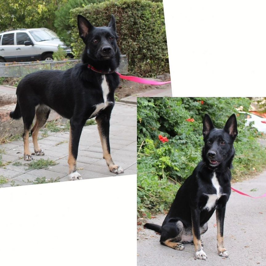 Пальма ищет дом