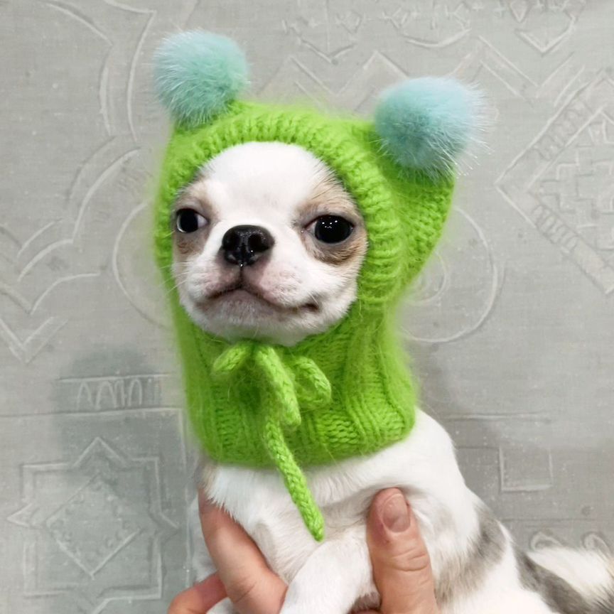 Чихуа щенок
