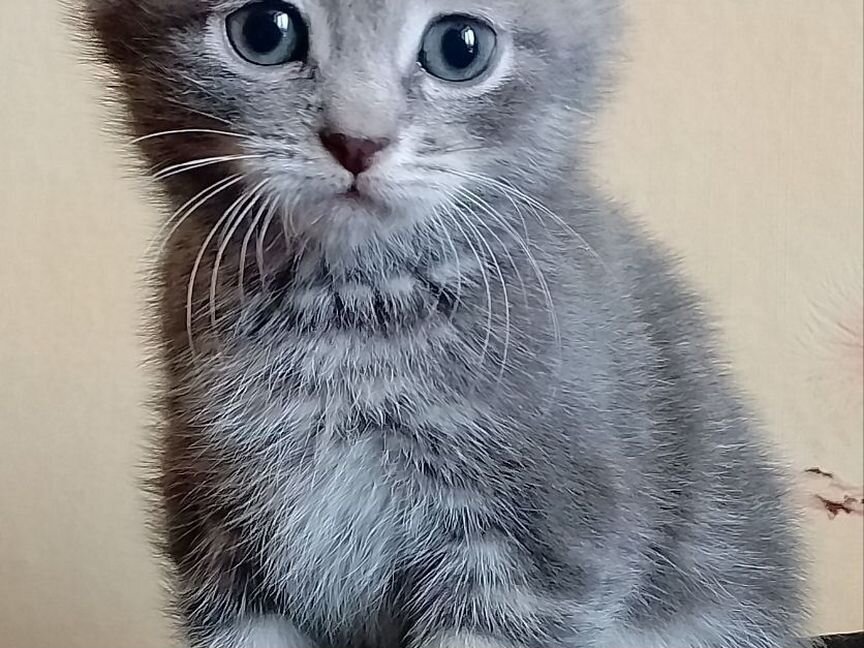 Котята