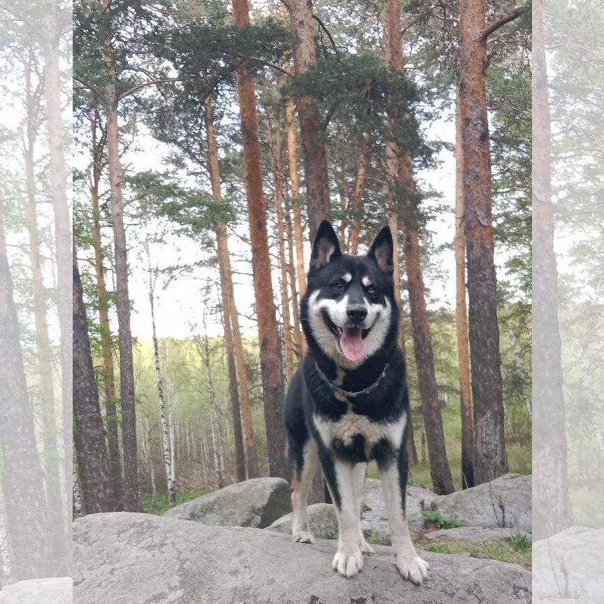 Хаски вязка