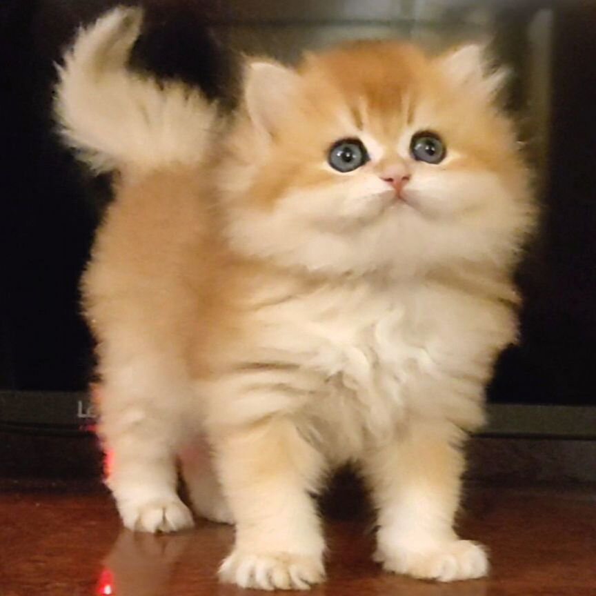 Элитный котенок британской породы