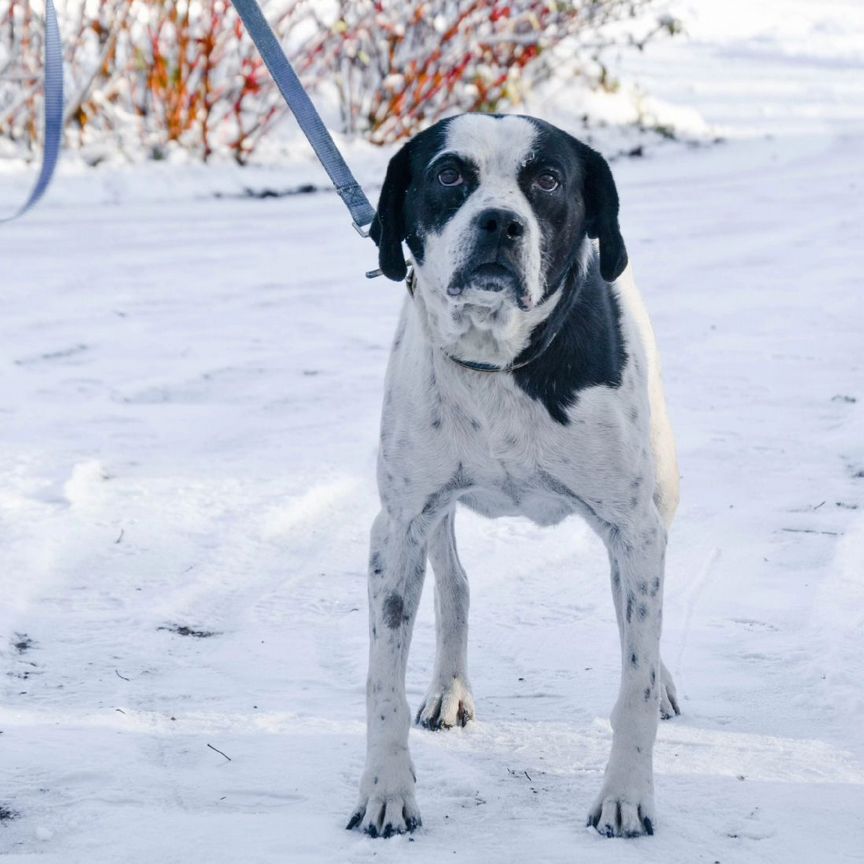Собака в добрые руки