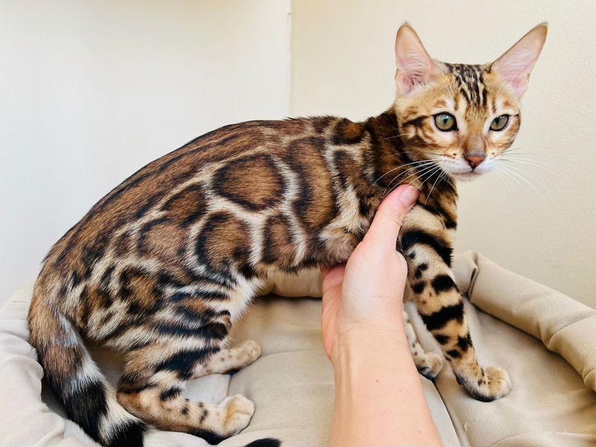 Бенгальская девочка