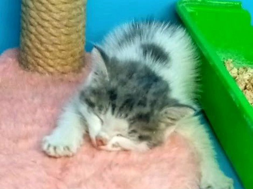 Котенок милый до невозможности